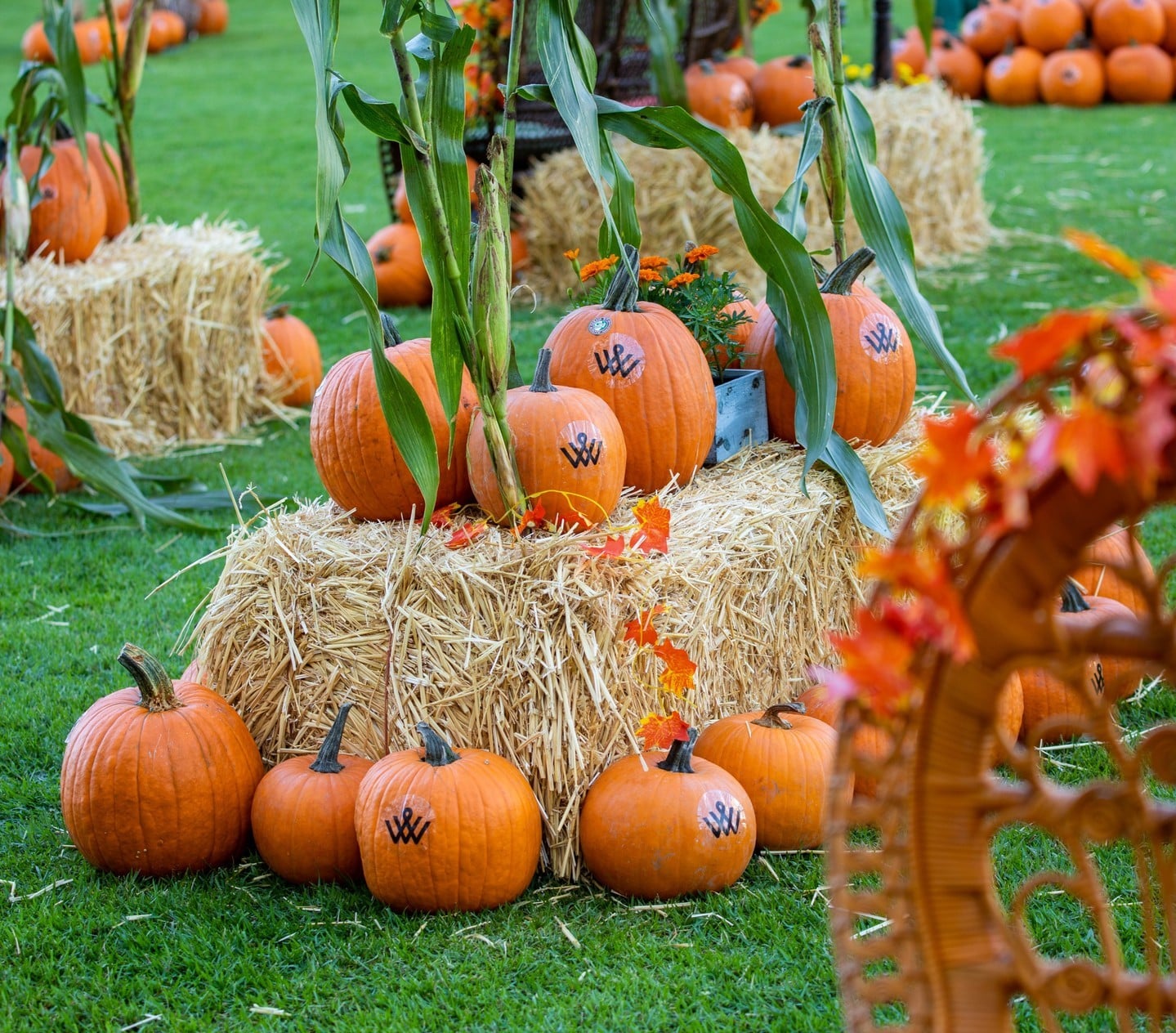Join us for a Halloween Celebration and Pumpkin Patch on Saturday ...